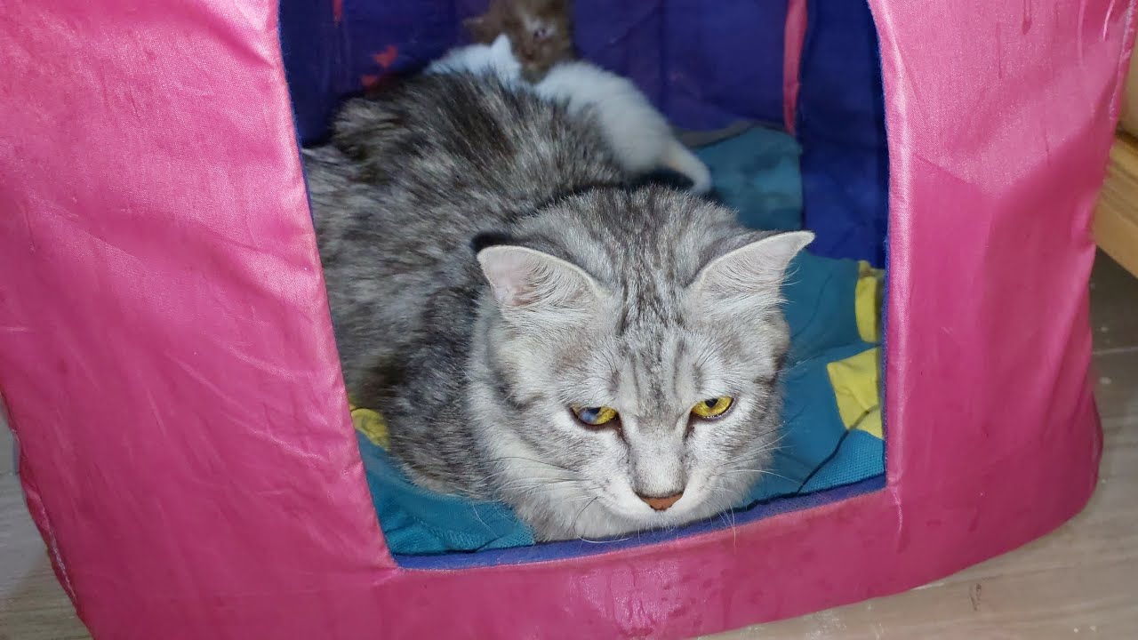 CAT avoiding Kittens? - YouTube