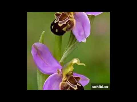 Xari bülbül haqqında məlumat-şagirdim Aydan 6d🥰