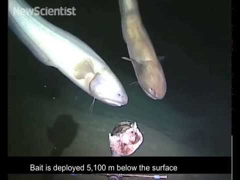 First video evidence of cusk eels feeding - YouTube