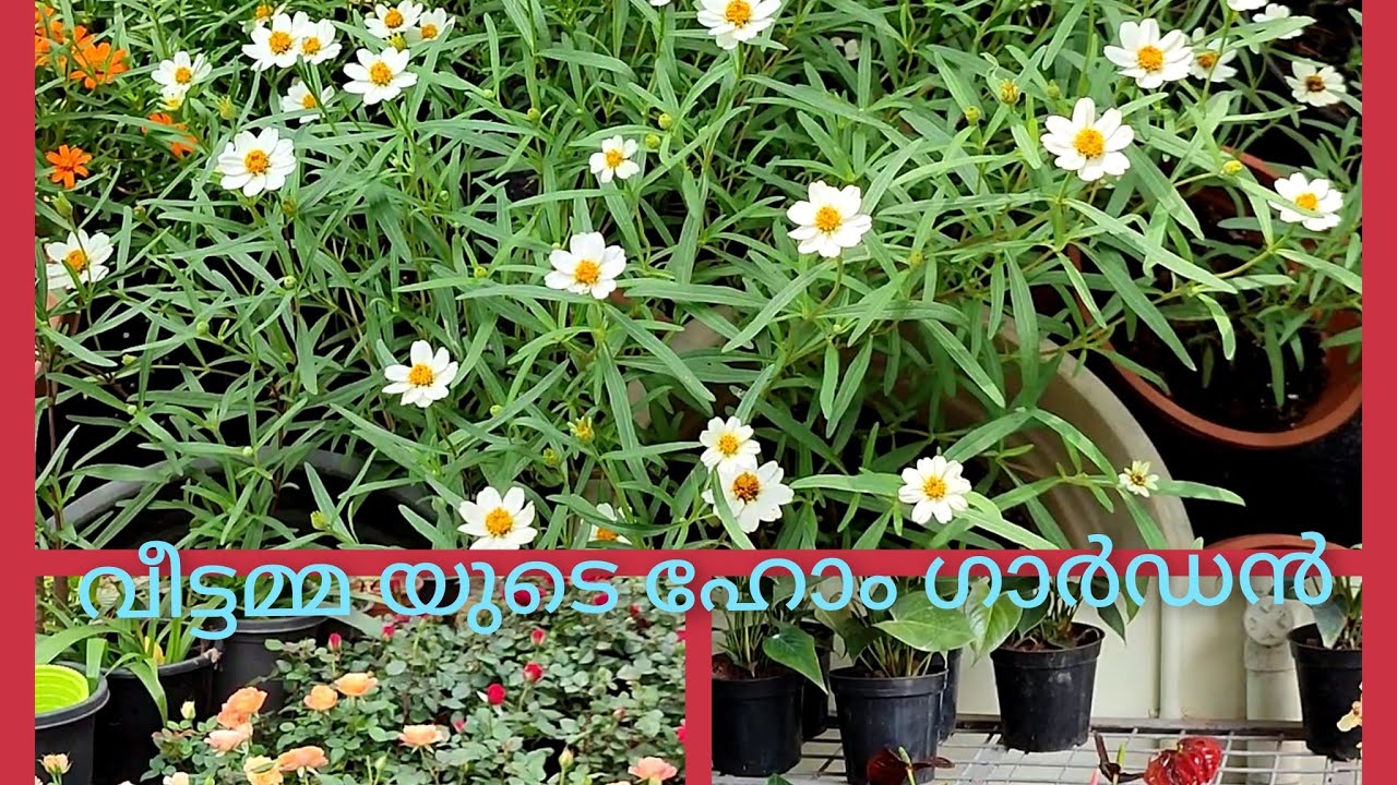 Rare വെറൈറ്റി കളക്ഷൻ ഉള്ള ഒരു വീട്ടമ്മ യുടെ തിരുവാതിര ഹോം ഗാർഡൻ Veriety Collection Home Garden