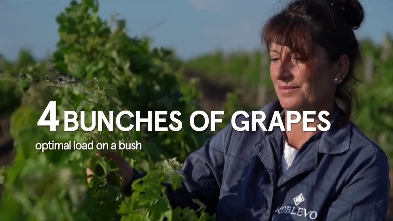 KOBLEVO - the best Ukrainian winery! - YouTube