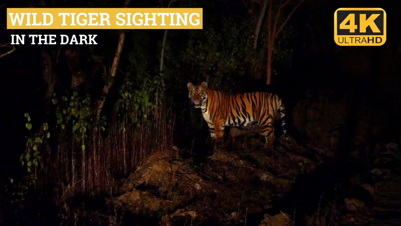 A solitary wild tiger explores his territory in the dark | Tiger Video ...