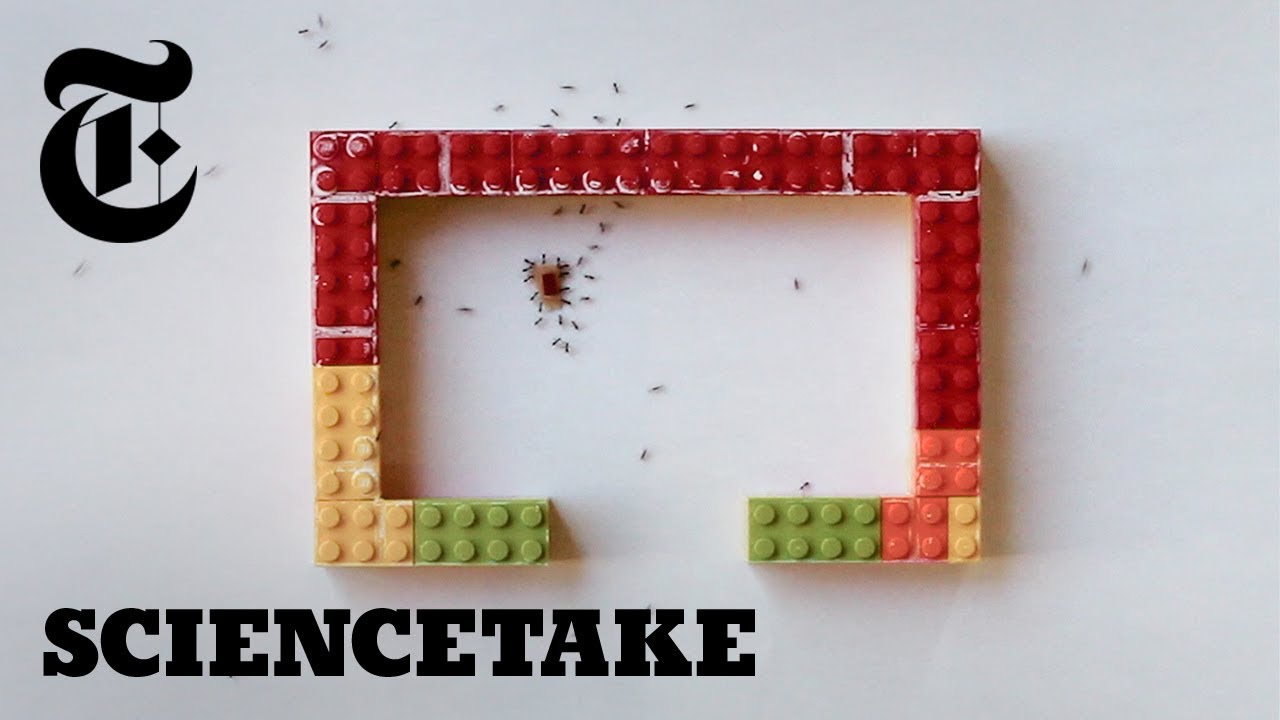 Can Ants Master a Lego Obstacle Course? | ScienceTake - YouTube