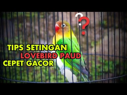 Tips setingan perawatan lovebird paud agar cepet gacor