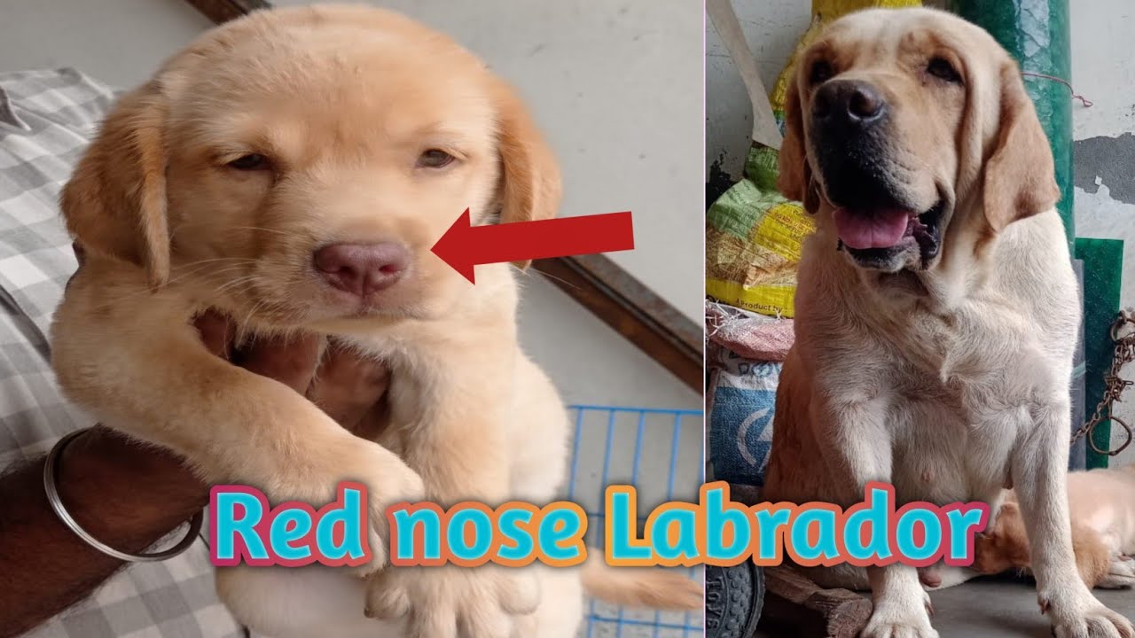 Red nose Labrador puppy available for sale ||@Coco the german shepherd ...