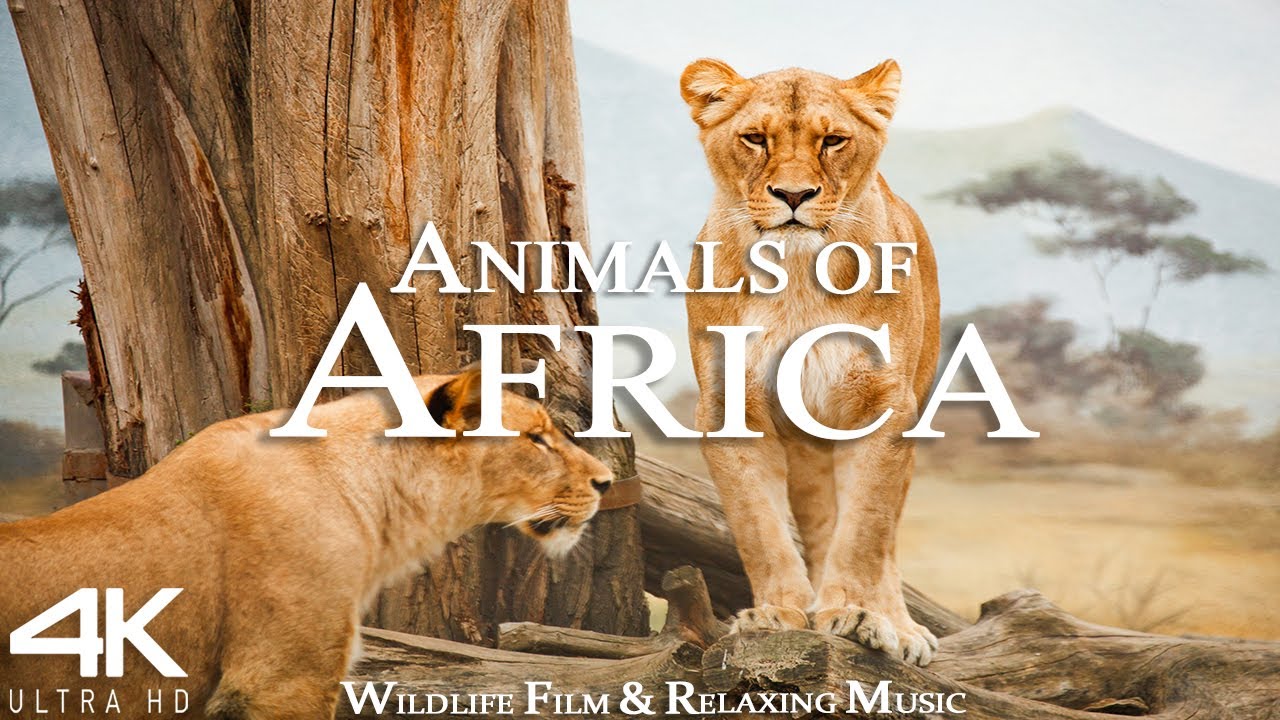 Safari African's Animals (4K UHD) - Wildlife Film With Calming Music To ...