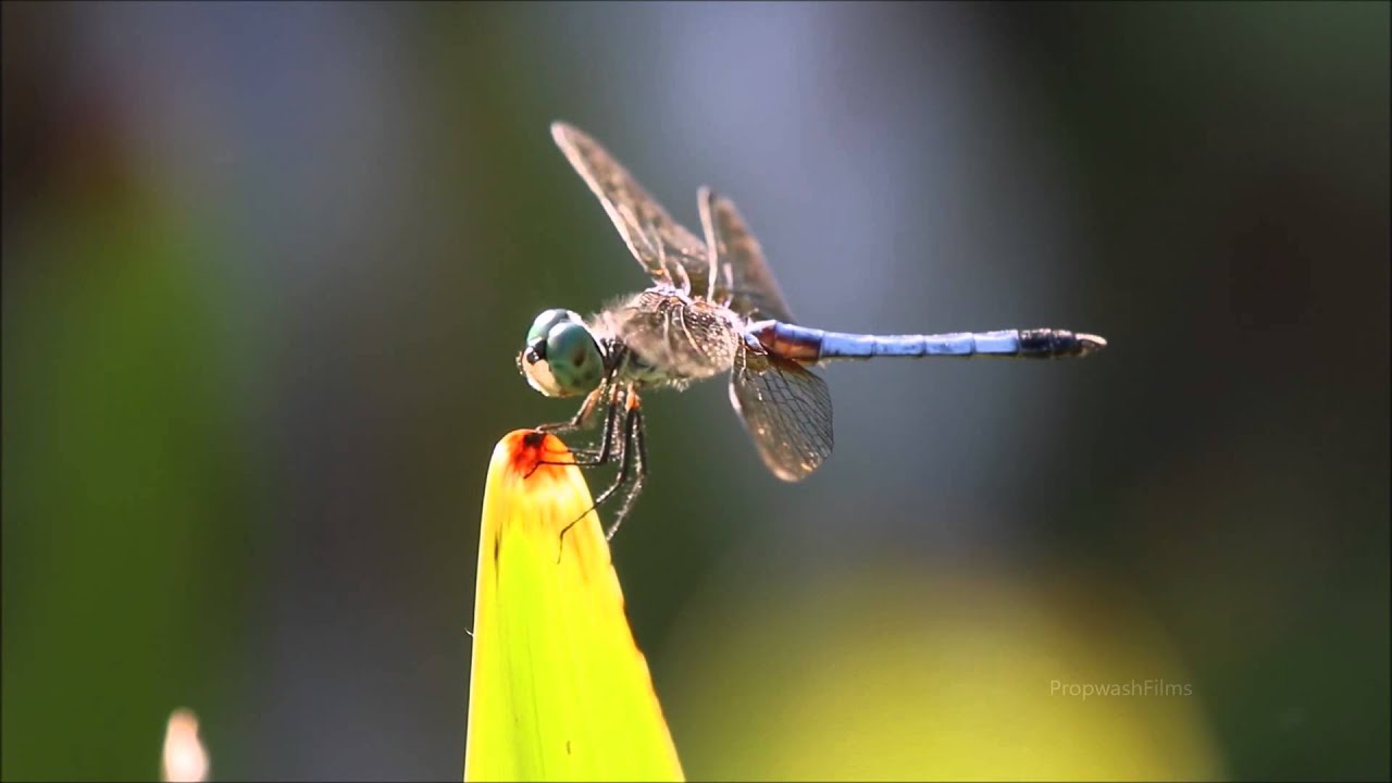 Dragonfly - YouTube