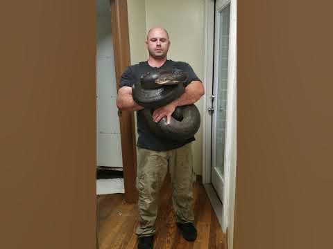Big male reticulated python - YouTube