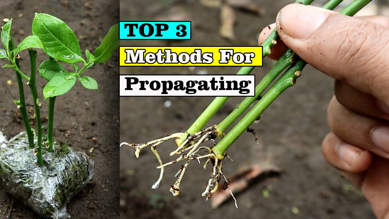 3 Easy Methods for Propagating Citrus Trees - YouTube