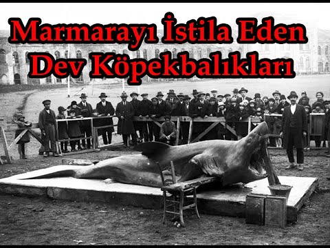 Marmara'yı İstila Eden Dev Köpekbalıkları