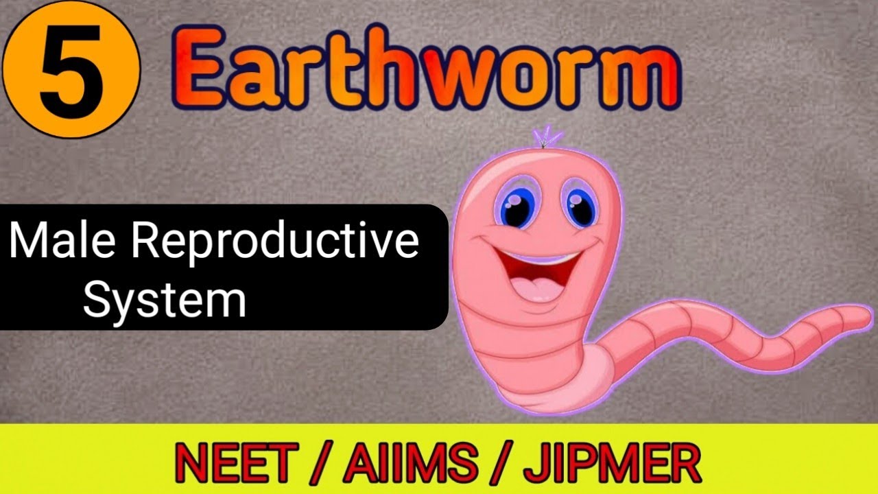 Earthworm Reproductive System