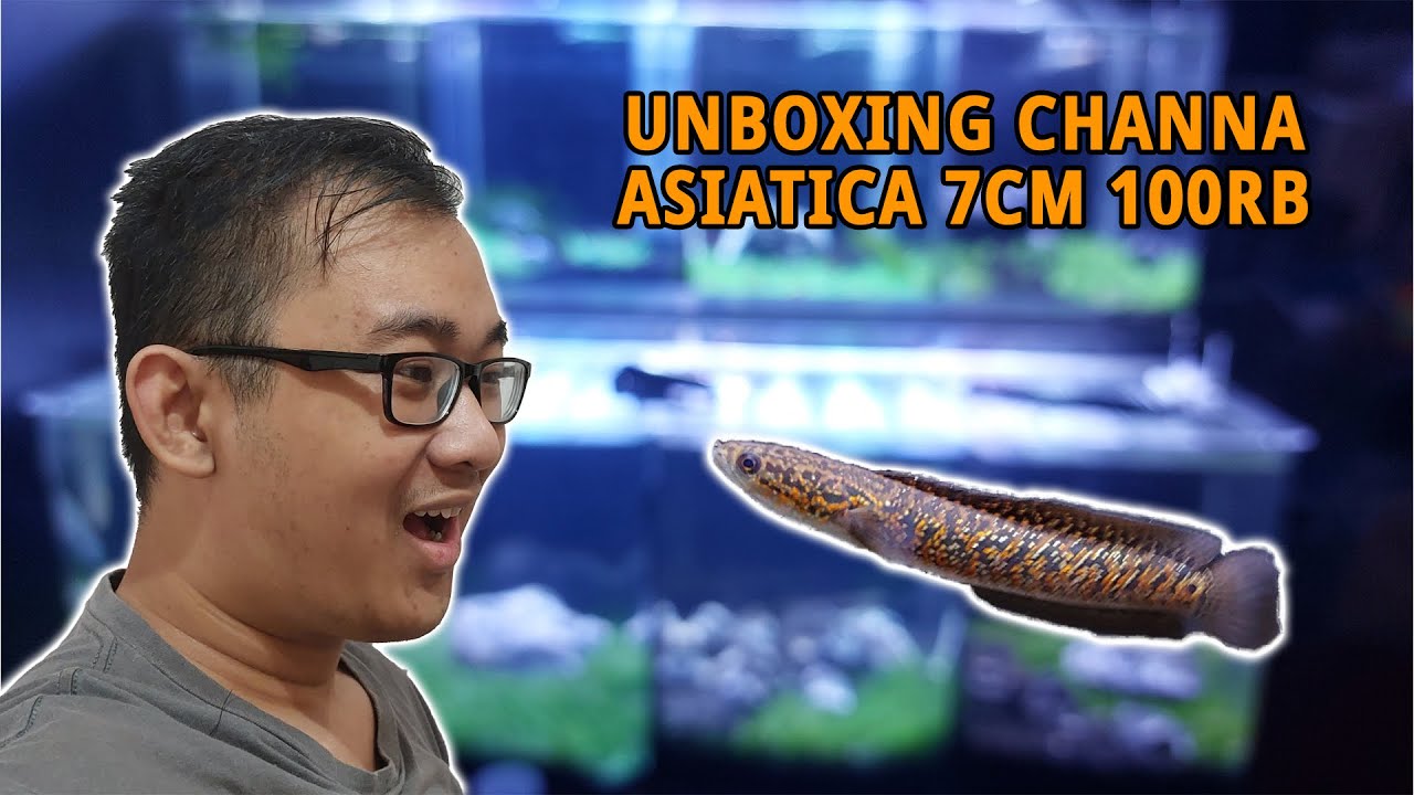 BELI CHANNA ASIATICA ONLINE | 7CM 100 RIBU!? | UNBOXING CHANNA ASIATICA RSP KALIMAYA - YouTube