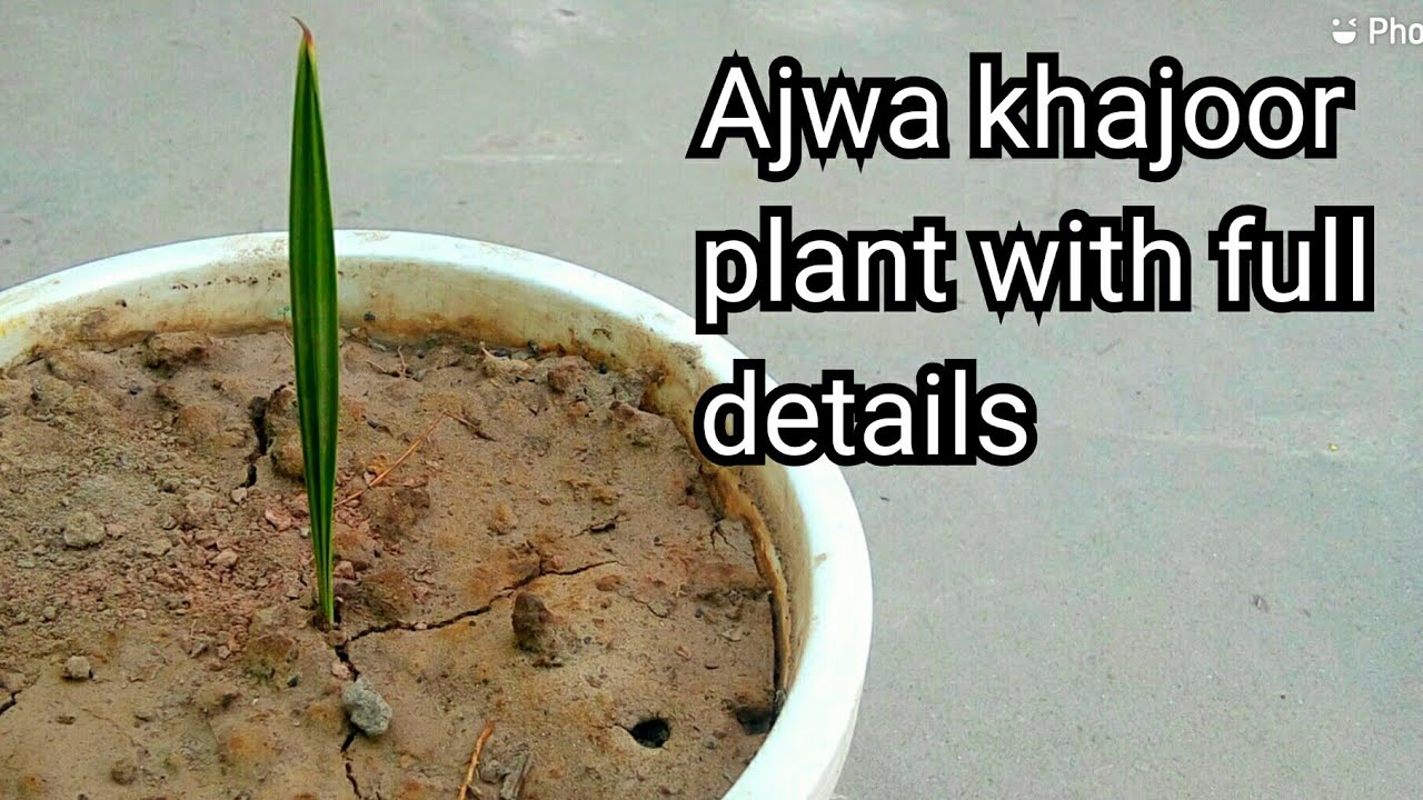 date plant ( khajoor ) with full details | Gardening Master - YouTube