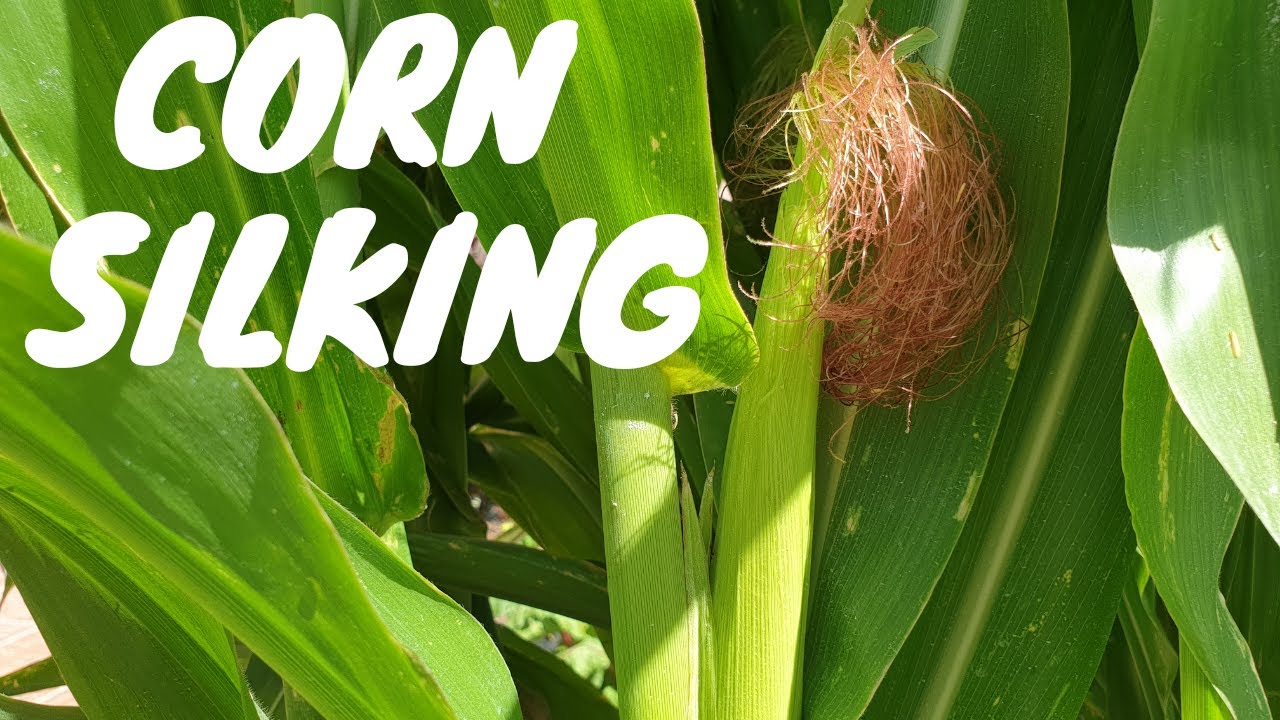 Corn silking phase aka R1 phase - YouTube