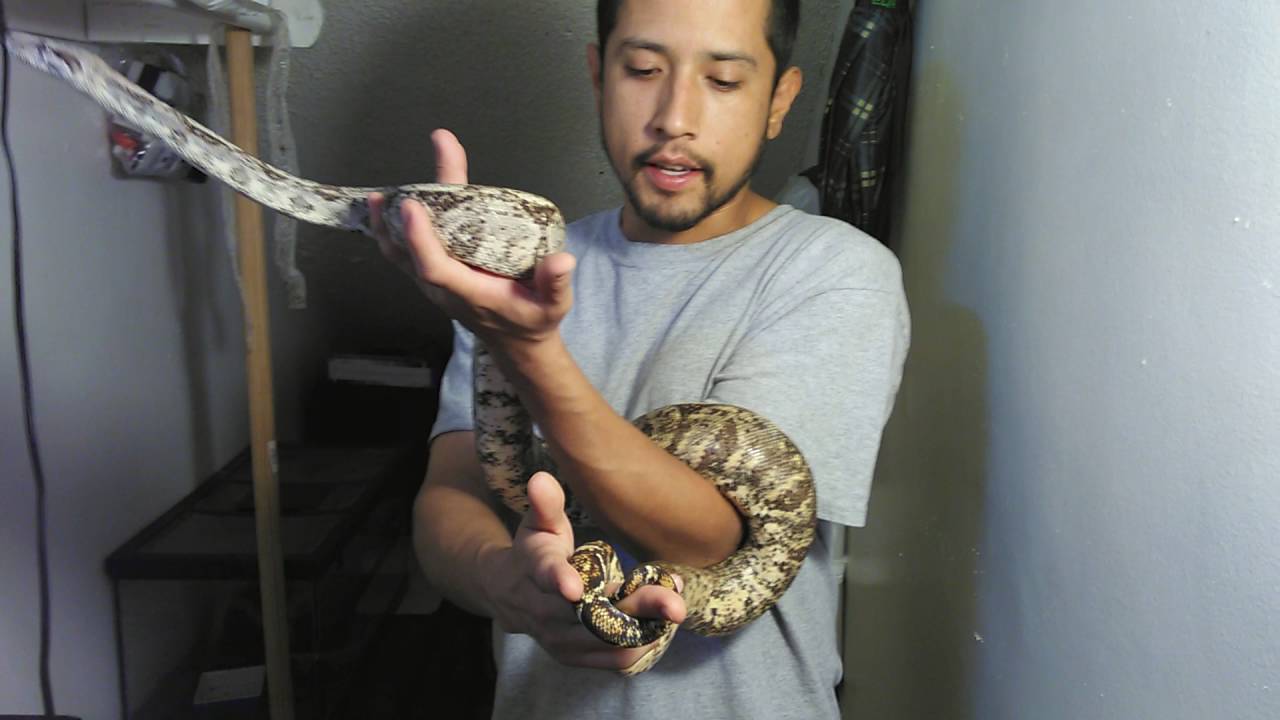 Hogg Island Boa - YouTube