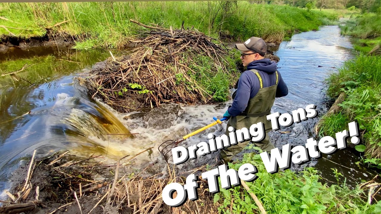 Beaver Dam Drainage || Ticks Attack. - YouTube