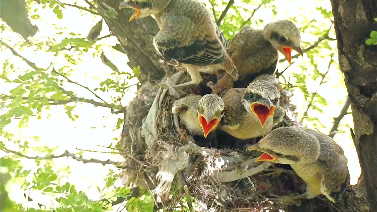 Most baby sitting outside of nest due to small nest and heat ...