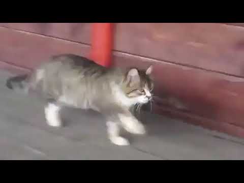 At gibi yürüyen Kedi😀