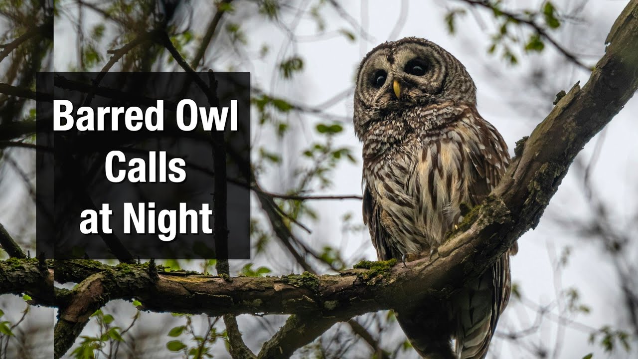 Barred Owl Calls at Night - YouTube