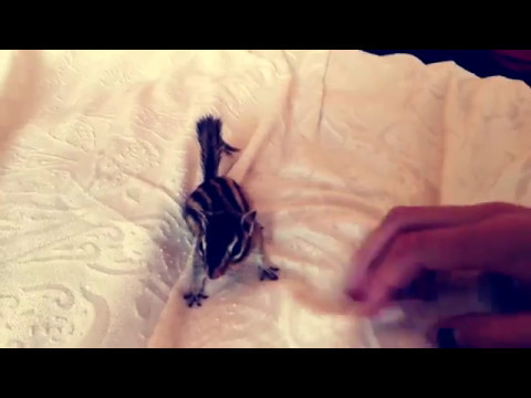 Burunduk páskovaný - hraní