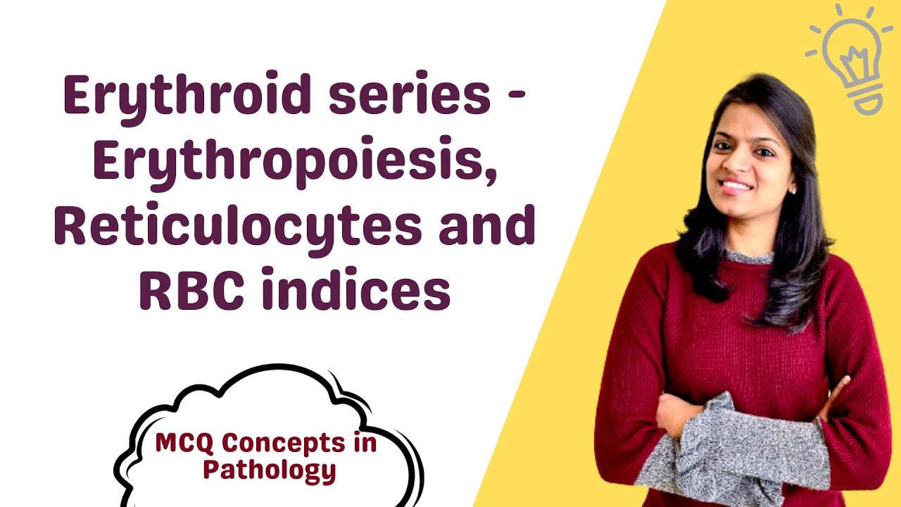 Erythroid series - Erythropoiesis, Reticulocytes and RBC indices - MCQ ...