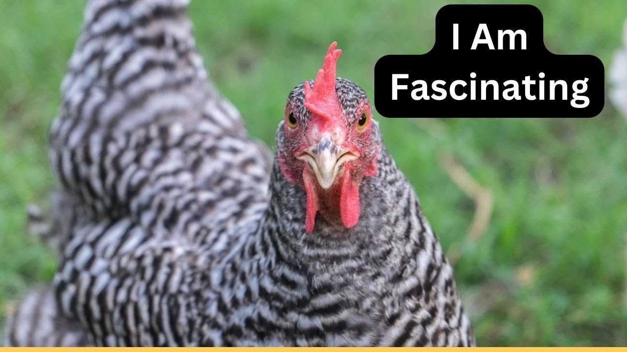 The Fascinating History Of The Barred Rock Chicken - YouTube