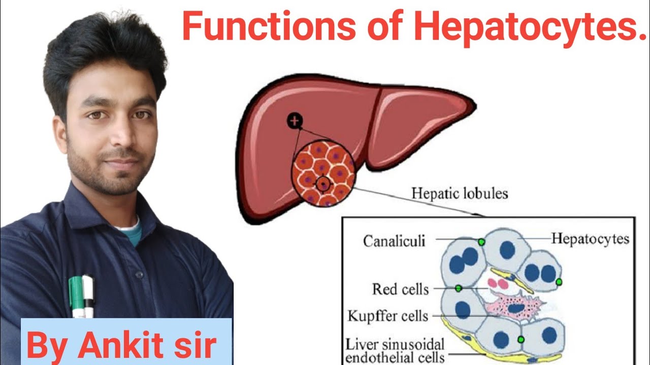 Part 16 Function Of Hepatocytes Liver Cell Explain In Hindi Part 16 Function Of Hepatocytes Liver Cell Explain In Hindi