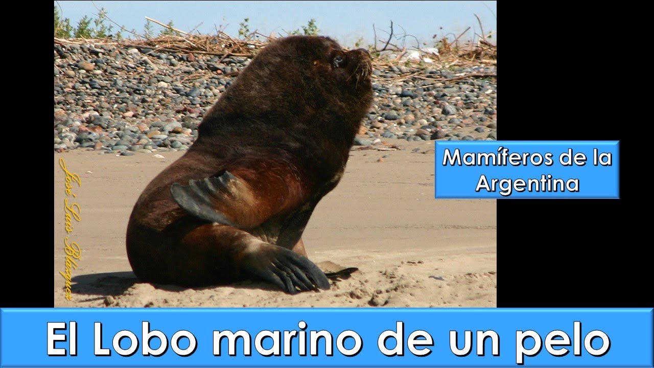 LOBO MARINO DE UN PELO, South American Sea Lion, Otaria flavescens ...