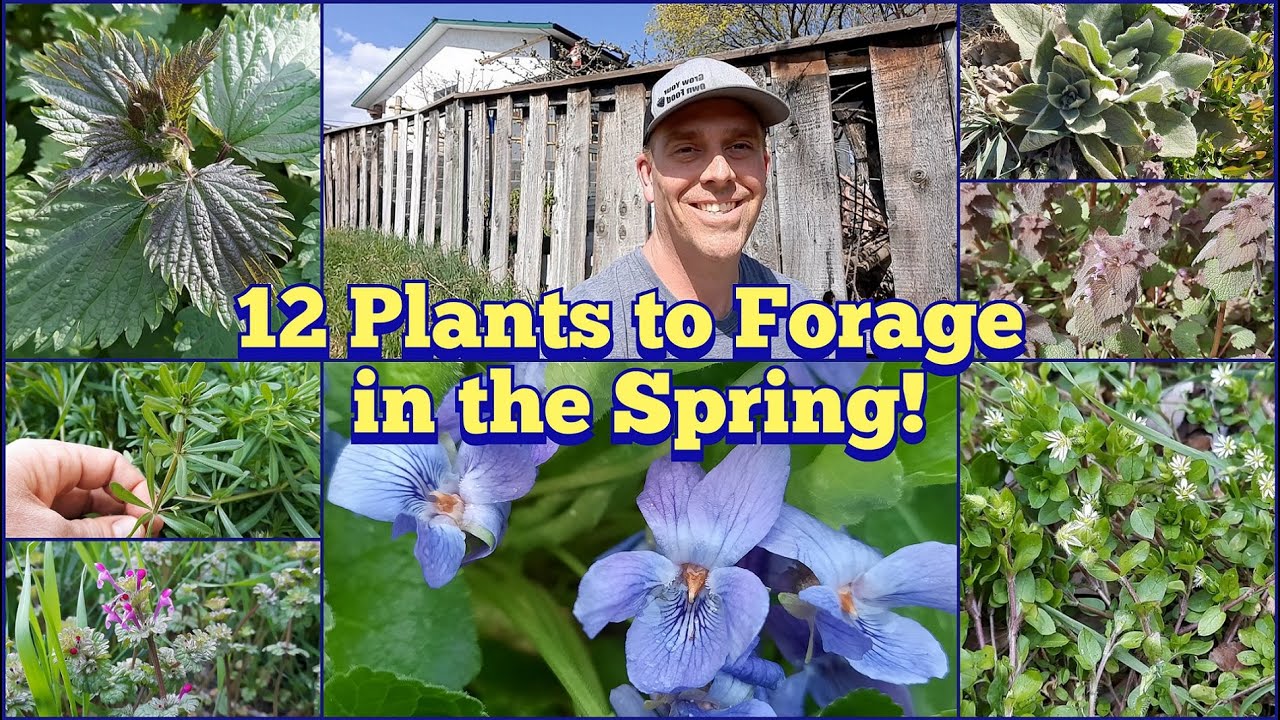12 Wild Plants to Forage in the Spring - YouTube