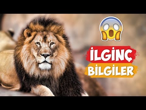 Aslanlar Hakkında İlginç Bilgiler!