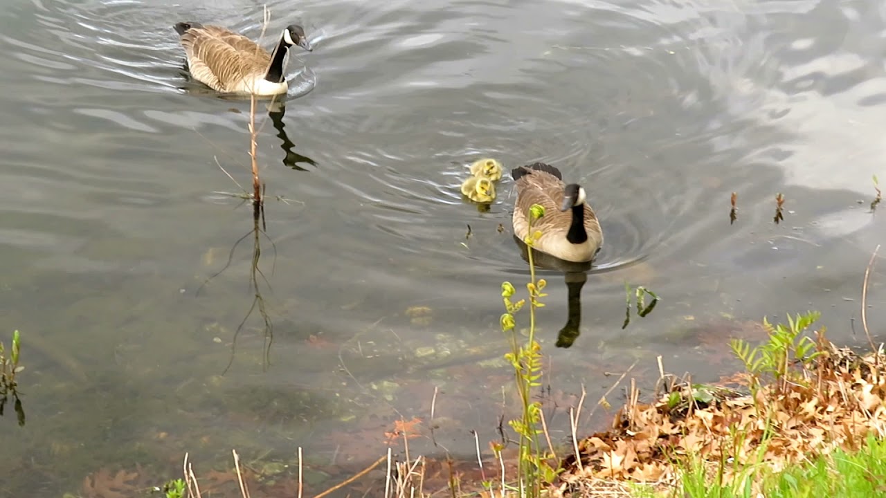 Farm Pond Park, Framingham,Massachusetts - YouTube