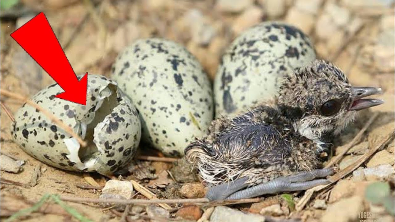 Red-wattled Lapwing Bird, Titahri Bird - YouTube