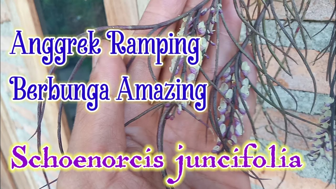 Anggrek Ramping Berbunga Amazing [Schoenorcis juncifolia] - YouTube