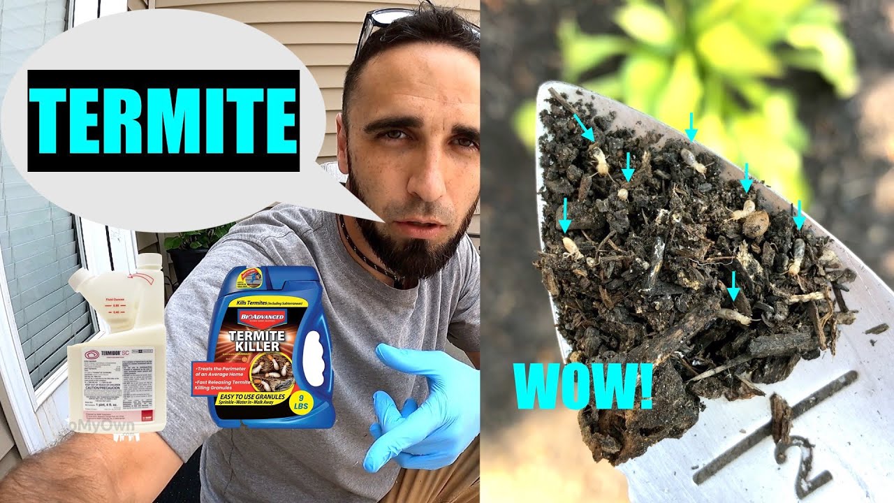 TERMITE KILLER Treatment | Simple DIY | 2 Products - YouTube