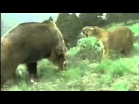 Bear vs puma - YouTube