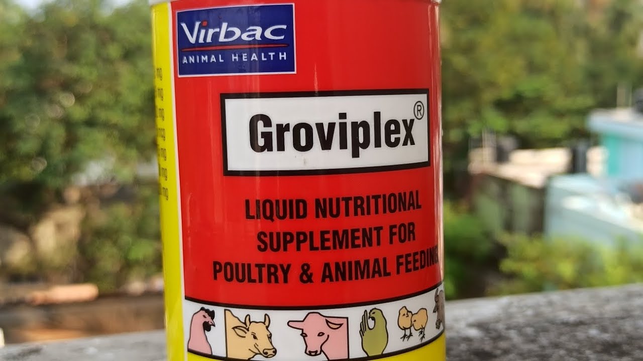GROVIPLEX pigeon lovers for you #pigeon #pigeonlove #bird #birdfood # ...