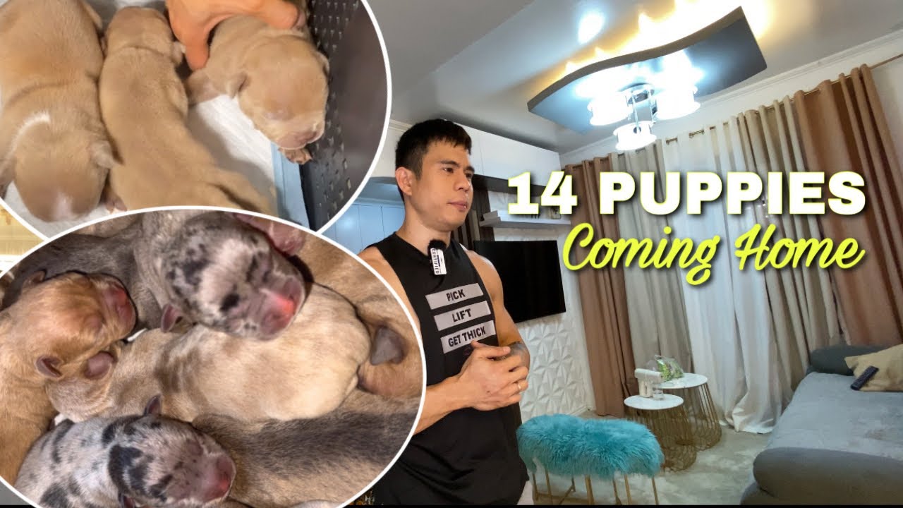 KATORSE!!! PUPPY ROOM PREPARATION for the 14 PUPPIES XL AMERICAN BULLY ...