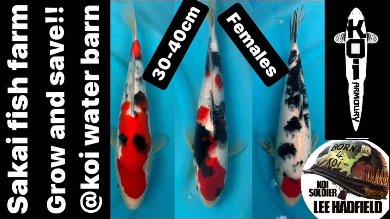 Saki fish farm grow and save for the people 🏼 - YouTube