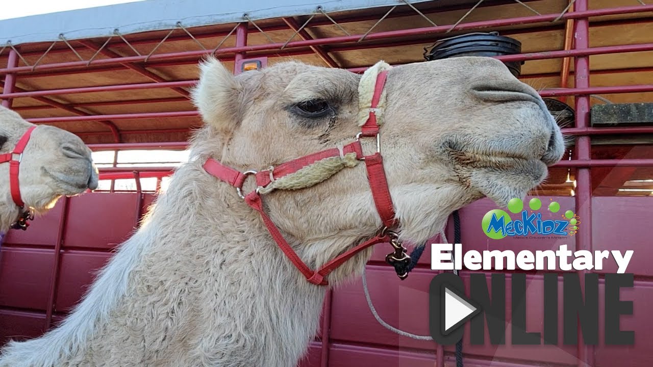 Happy New Year From a Camel! (Simply Christmas Episode 4) (ELEMENTARY ...