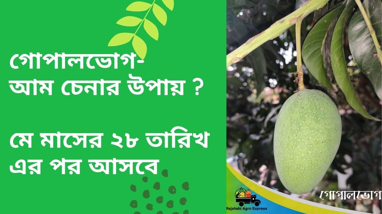 গোপালভোগ || আম চেনার উপায় || কখন আসবে - Gopalvog Mango || Rajshahir ...