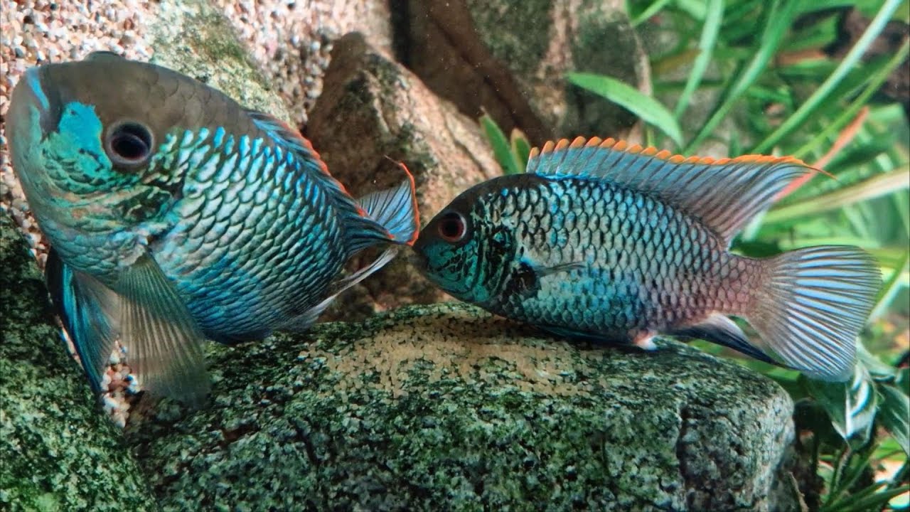 Akara Eletric Blue - reproduction (www.shrimp.sk) - YouTube