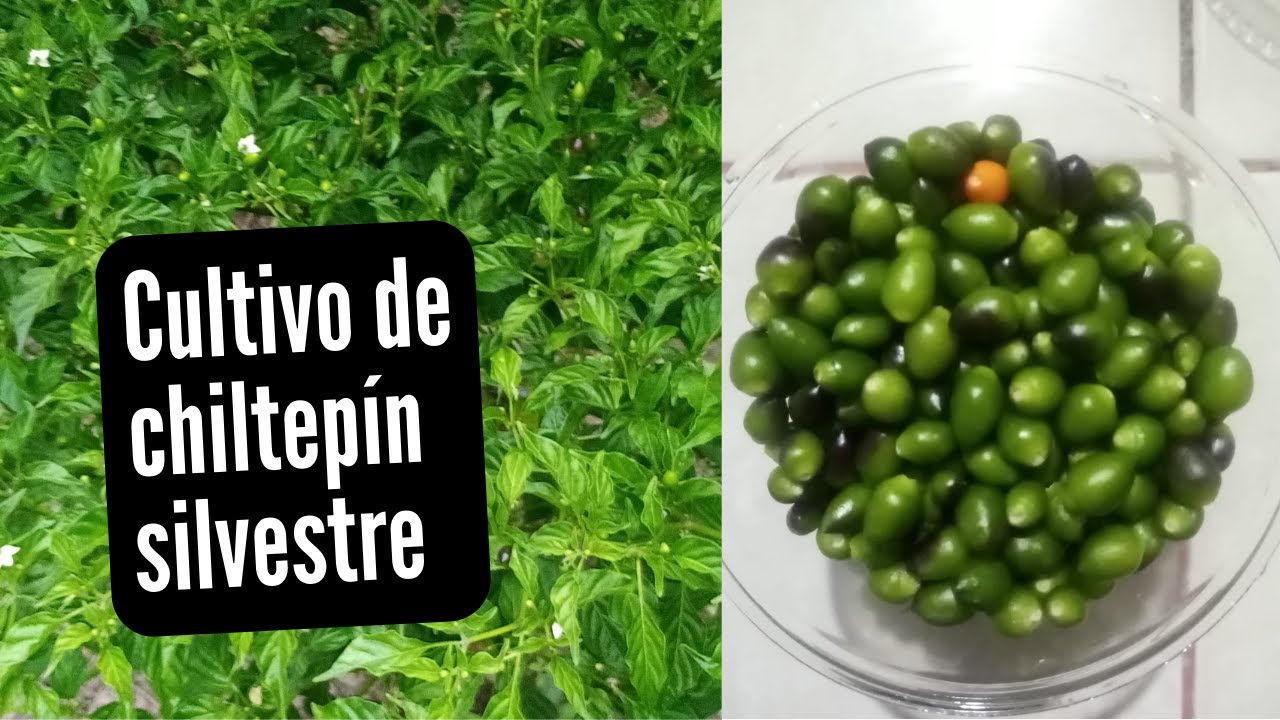 Cultivo de chiltepín o tempenchile en Tonalá chiapas. - YouTube