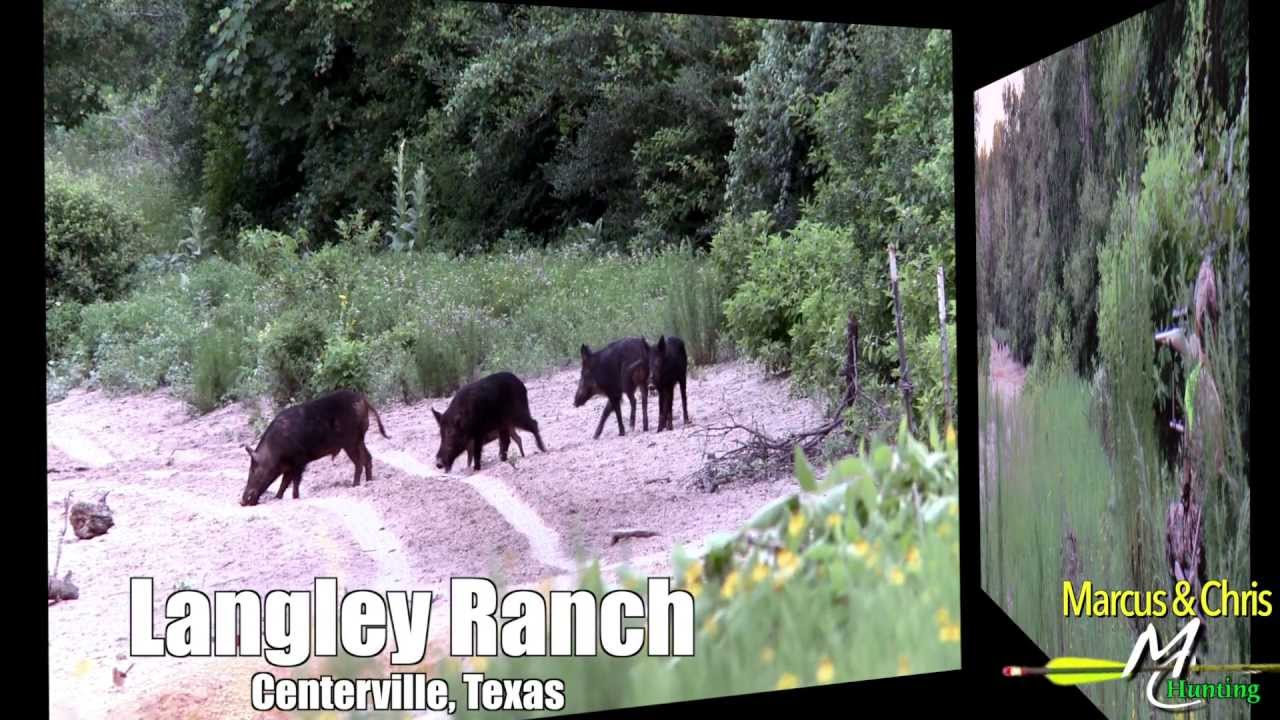 3 Legged Hog Hunt - Marcus & Chris Hunting - YouTube