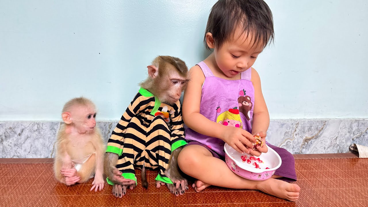 Monkey Kaka and Mit are sitting waiting for Diem to share food - YouTube