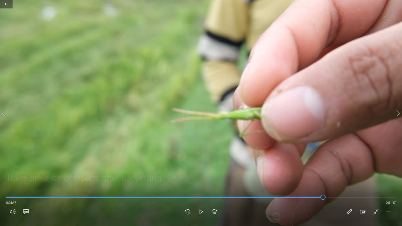 There are a lot of insects after harvesting - YouTube