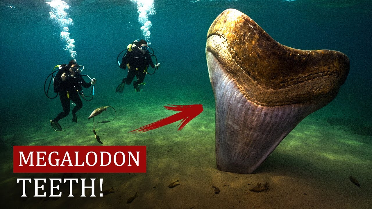 Megalodon Teeth FOUND—Shocking Discovery That Stunned Experts! - YouTube