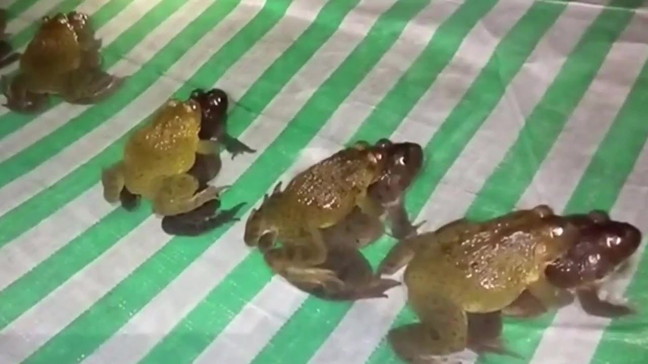 The Life Cycle of Tiger-striped Frogs | Modern Breed of Thai Frogs and the Production of Field ...