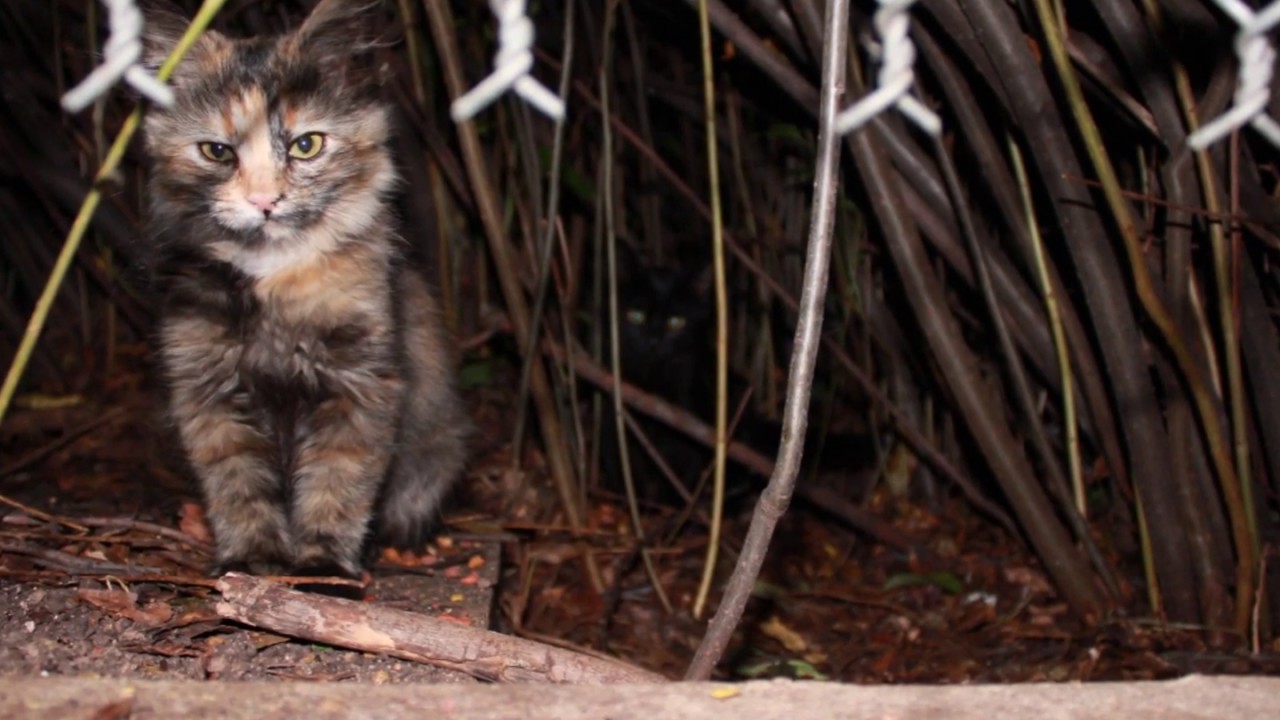 FERAL CATS IN GOLDEN, COLORADO WITH SCRIPTURE READINGS - YouTube