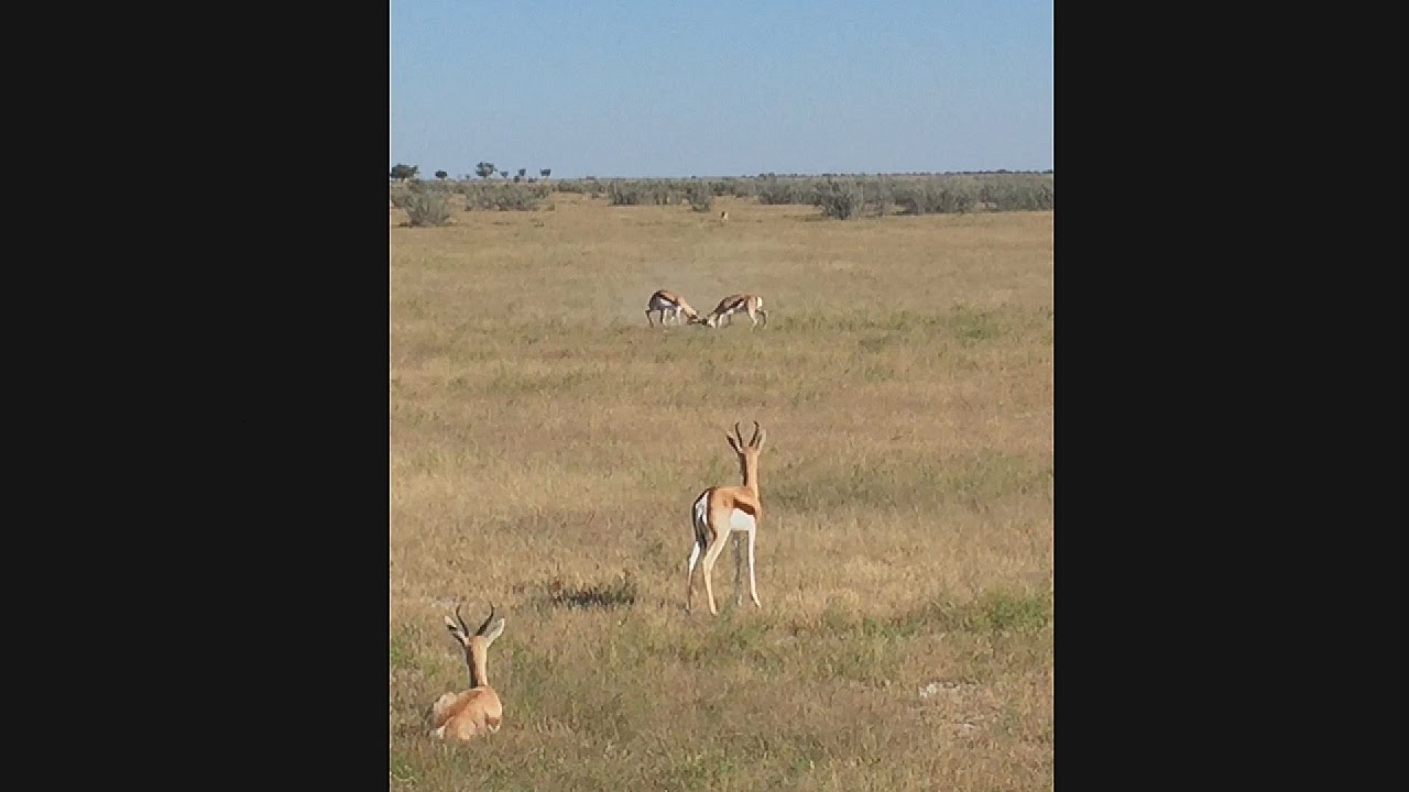 Lion attacks fighting gazelles / Löwe greift kämpfende Gazellen an ...