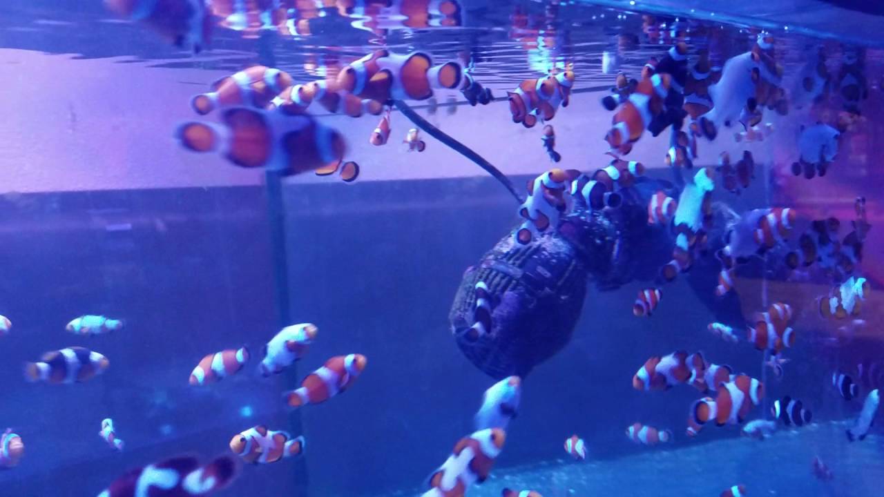 Clownfish tank!! - YouTube